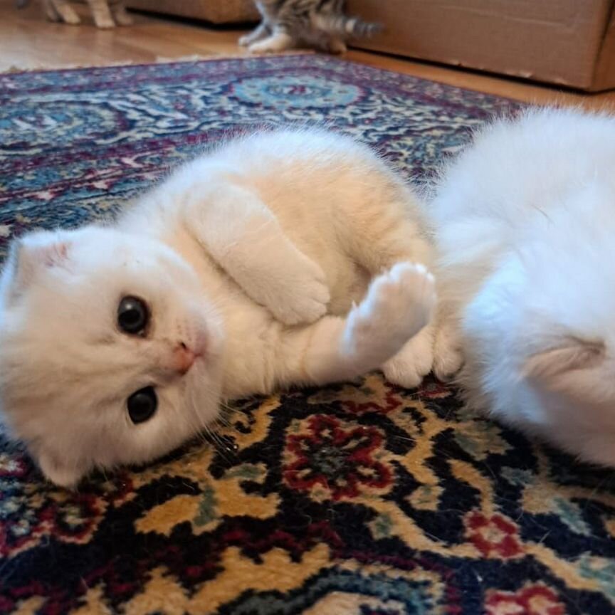 Шотландские вислоухие котята и прямоухие
