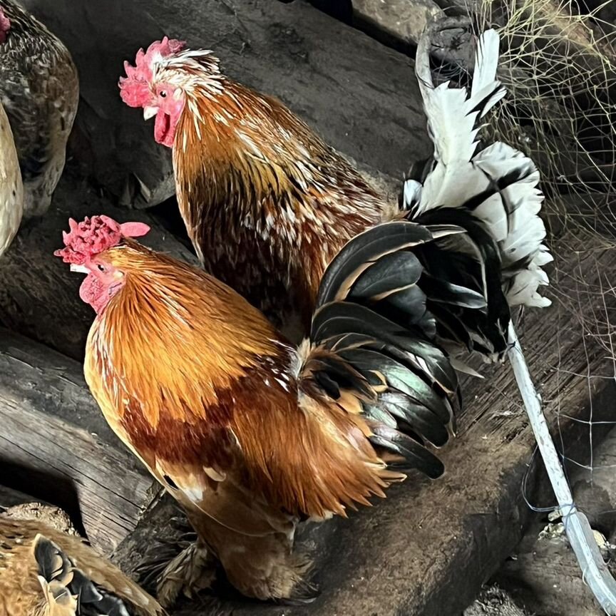 Алтайская бентамка