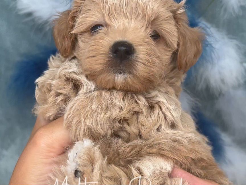 Кукольный мальчик мальтипу ф1 Royal Louis Vuitton