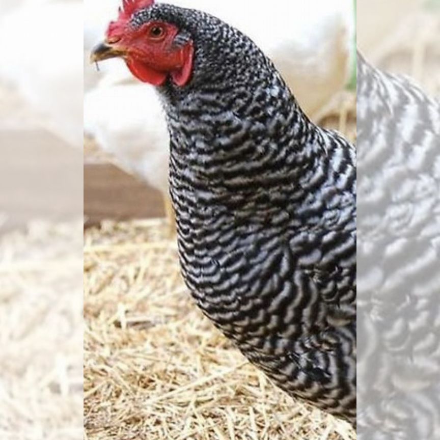 Продам кур, возраст 1 год