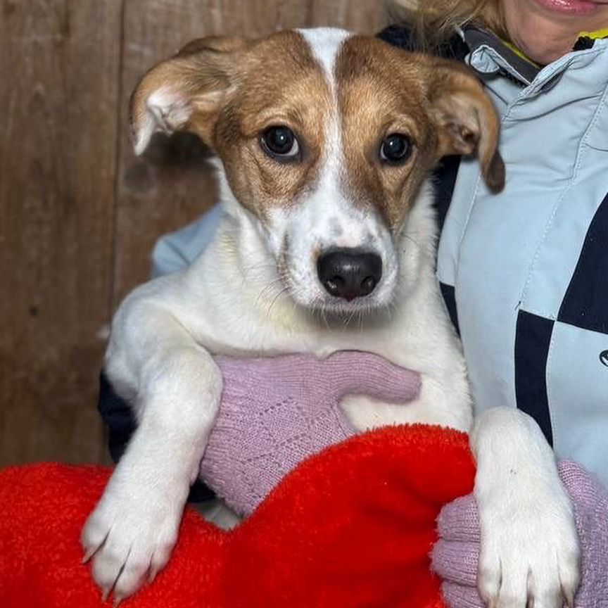 Джек-рассел-терьер, щенок