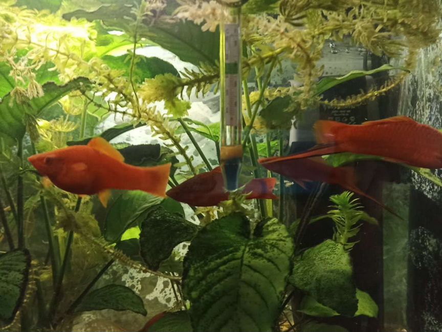 Меченосцы, моллинейзия