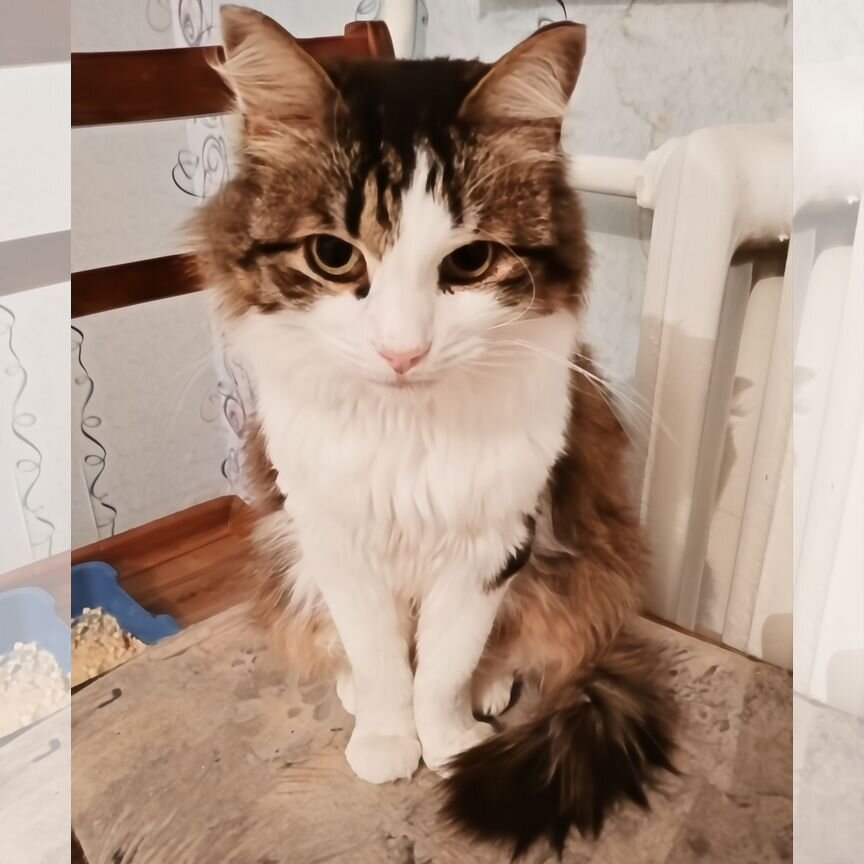 Взрослый кот в добрые руки