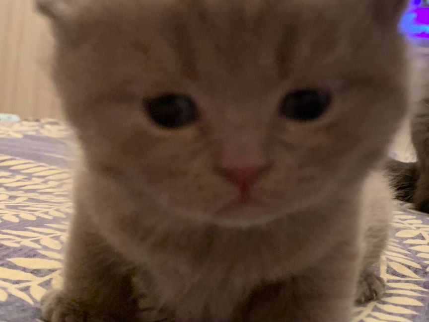 Шотландские котята