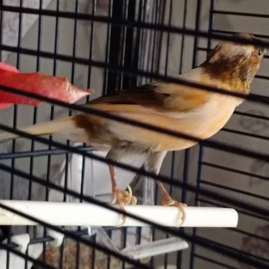 Кенара и канарейки