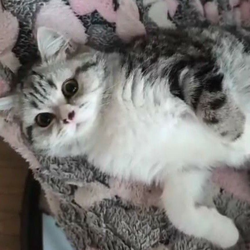 Шотландская мраморная кошечка