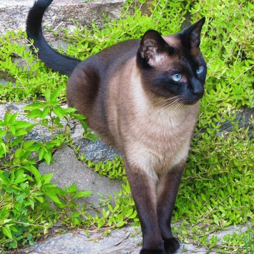 Сиамский кот