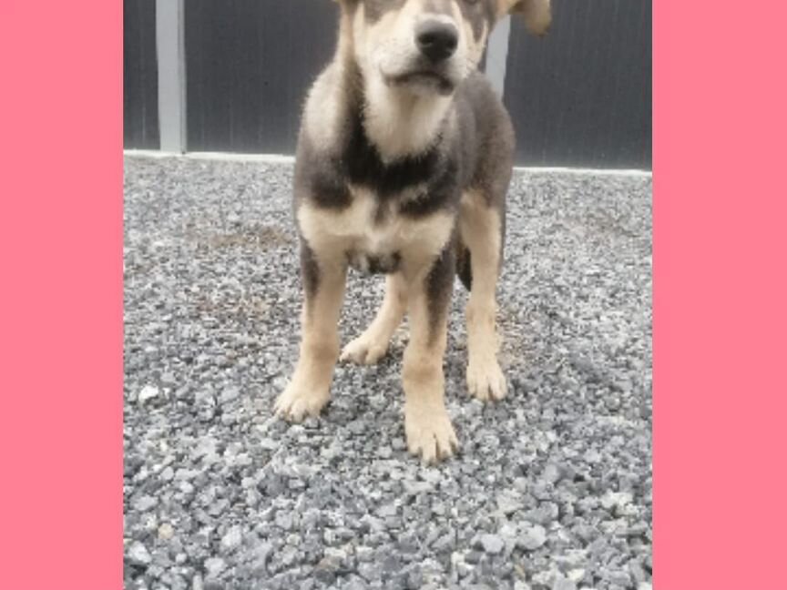 Щенок в добрые руки