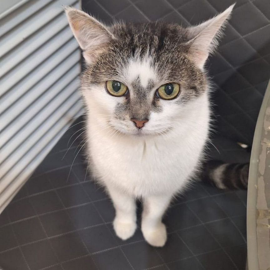 Отдам кошку в добрые руки