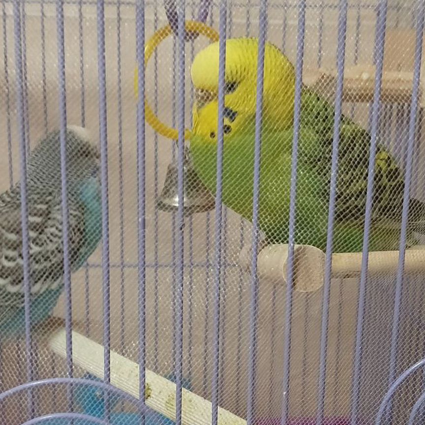 Волнистые попугаи с клеткой