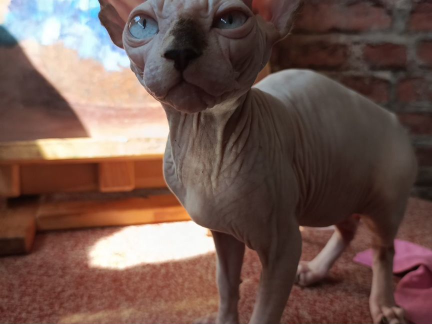 Котёнок канадского сфинкса бамбино long