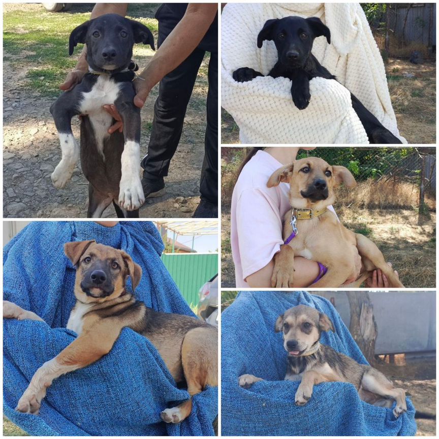 Собачки ищут семью