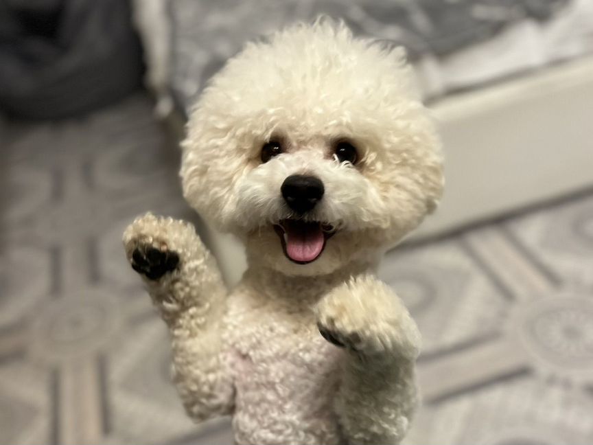 Бишон фризе. Мальчик для вязки, случки