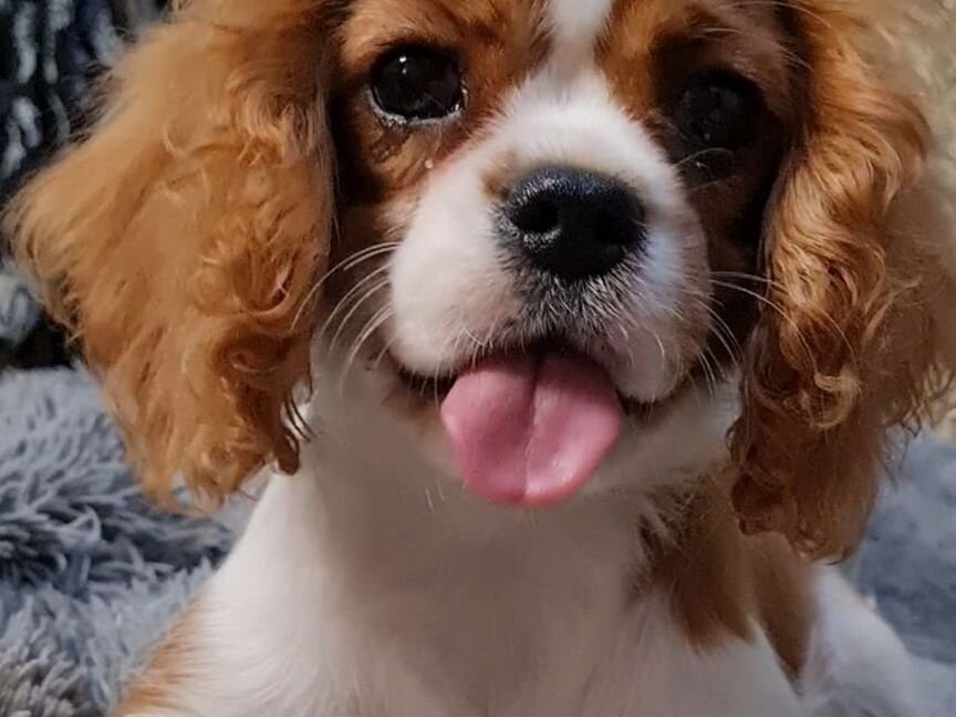 Кавалер Чарльз Кинг спаниель девочка РКФ