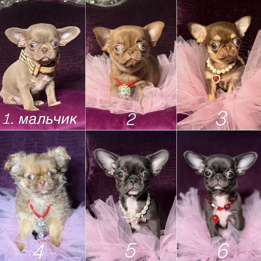 Чихуахуа, щенок