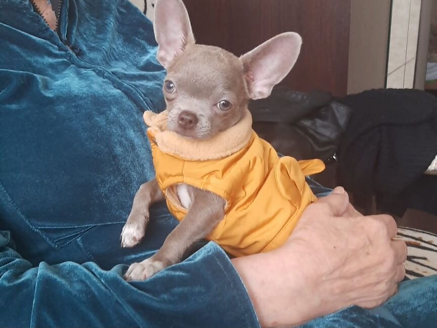 Лиловое счастье