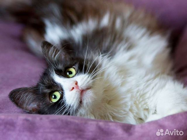Котёнок, пушистая котомалышка Белочка