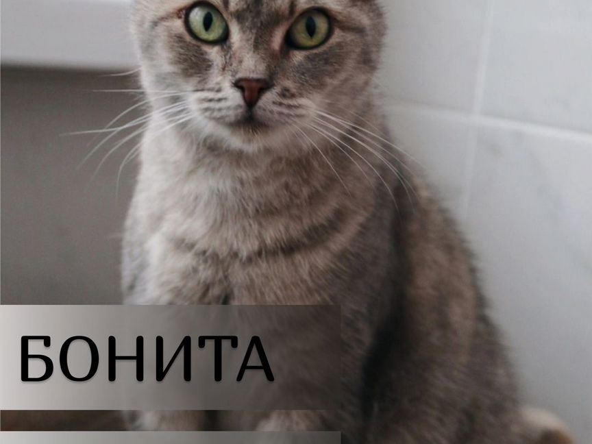 Кошка Бонита из приюта ищет дом