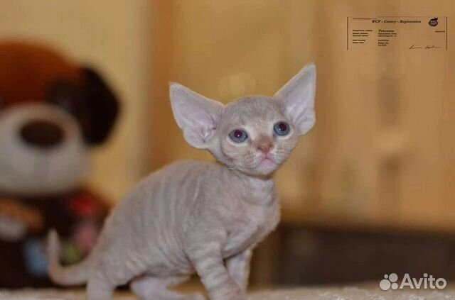 Усатые полосатые Девон-рекс