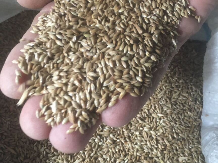 Канареечное семя