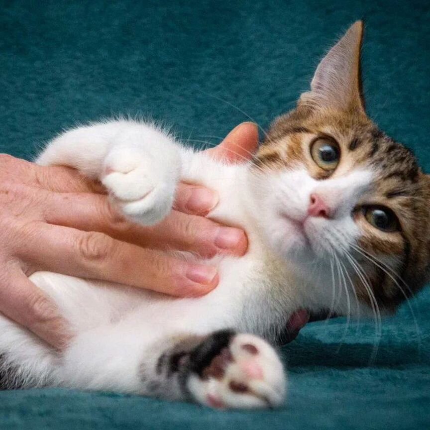 Котёнок Мартин ищет дом