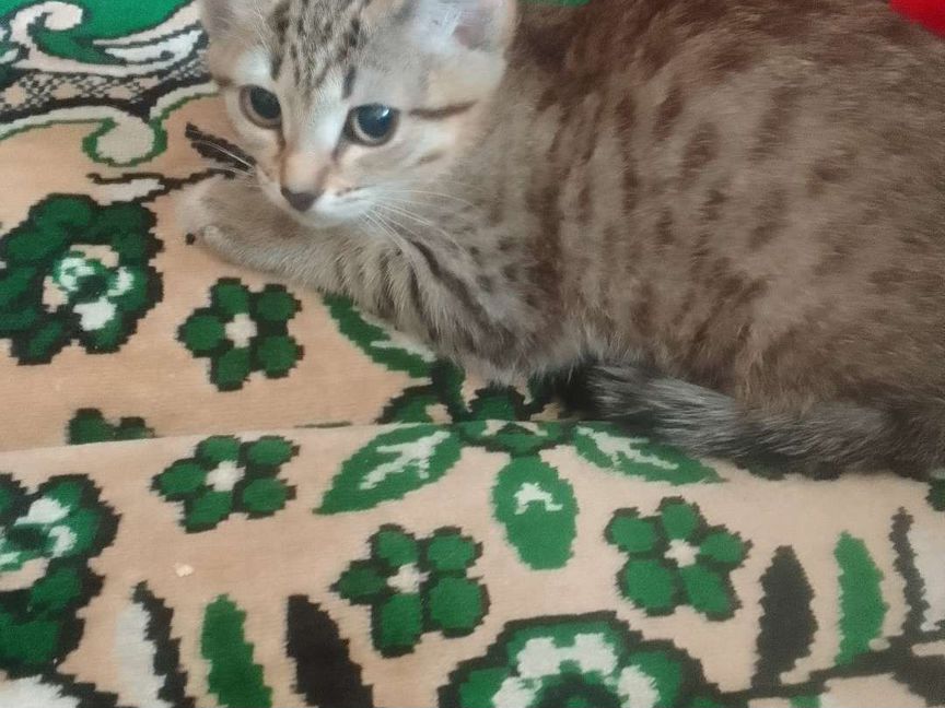 Котята