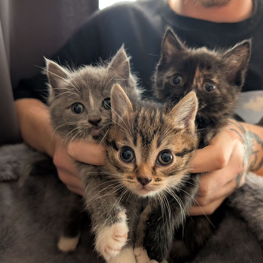 Котёнок в добрые руки