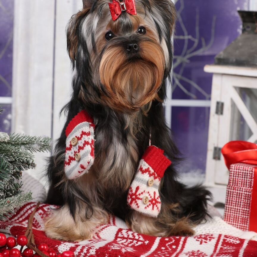 Йоркширский терьер