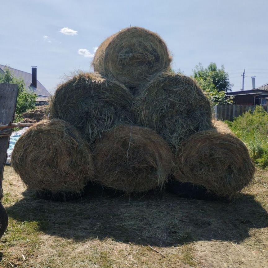 Продам сено в рулонах