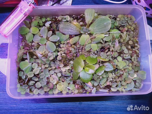 Верхоплавка