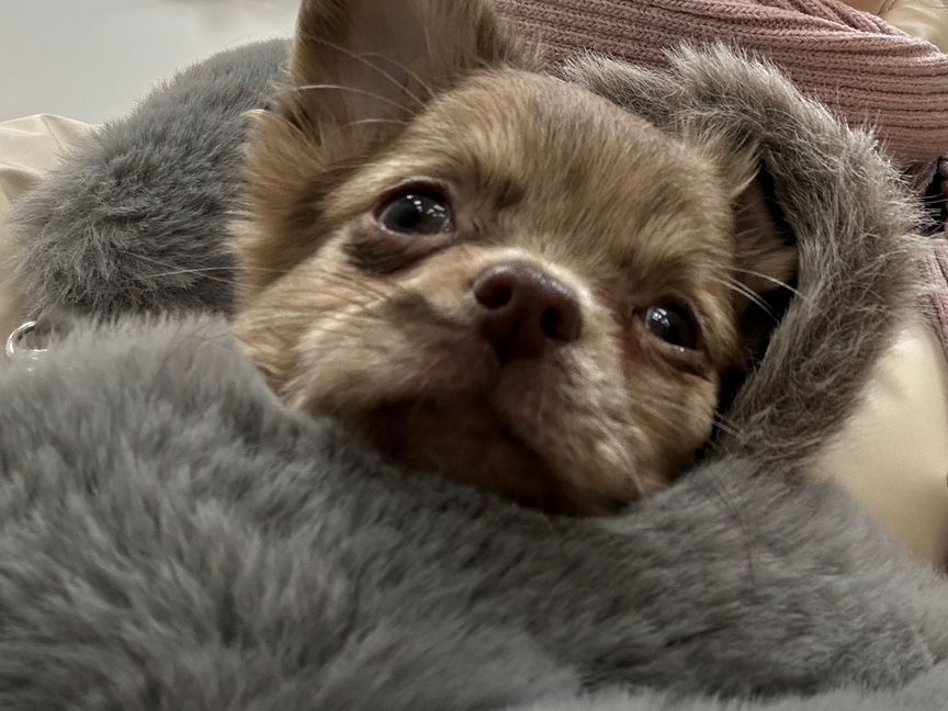 Щенок чихуахуа в добрые руки