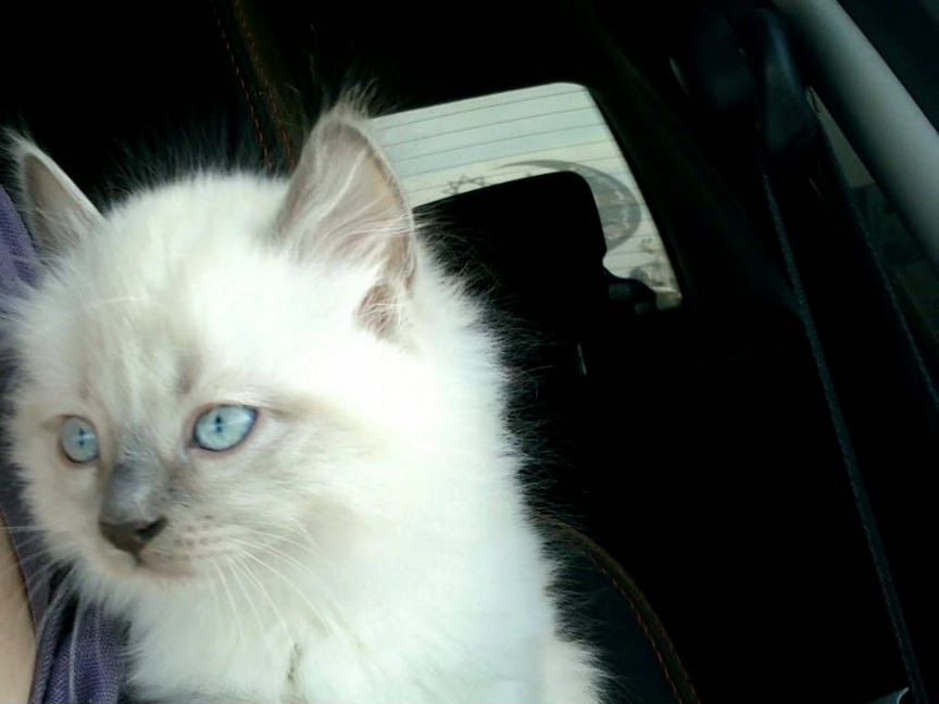 Котенок