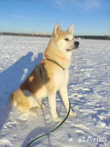 Акита ину