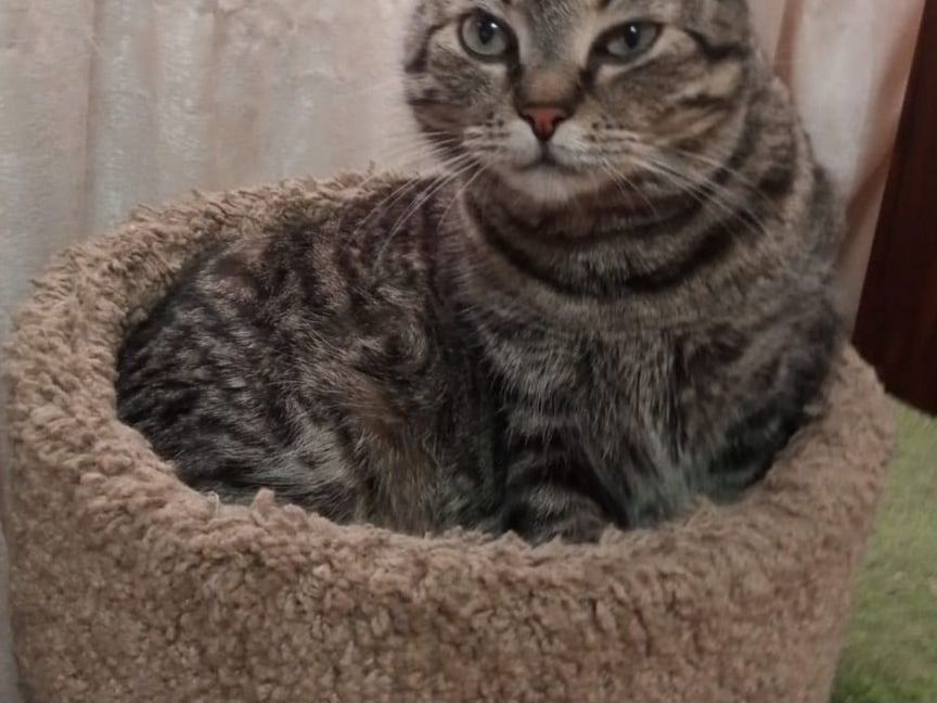 Кошечка найдена на парковке