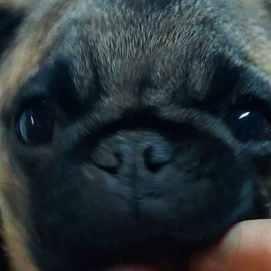 Мопс