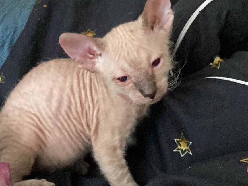 Донской сфинкс котята