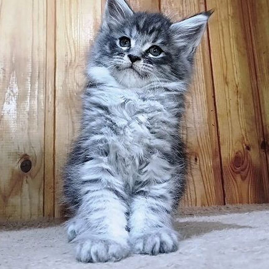 Мейн-кун котёнок