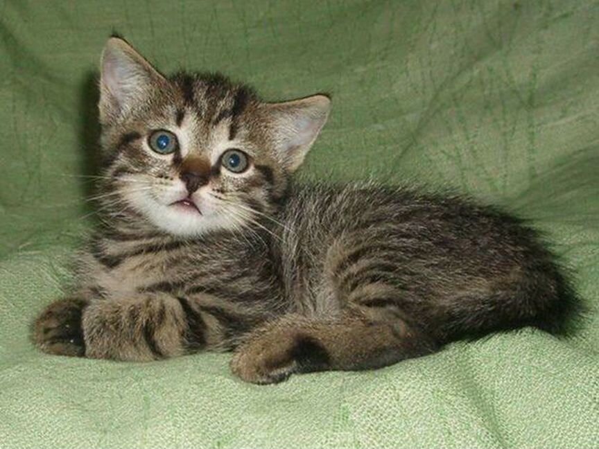 Домашние котята от чистопородной британской кошки