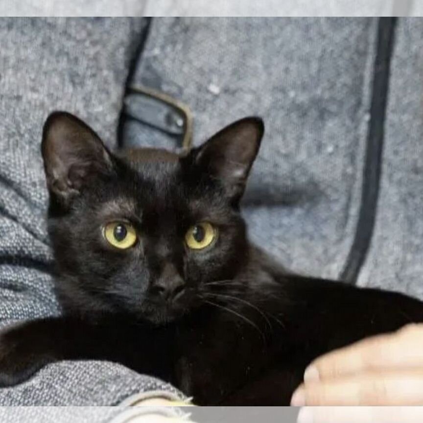 Маленькая пантерка Бисси ждёт свою семью в приюте