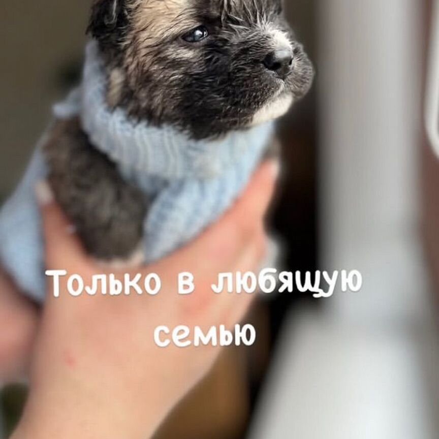 Щенки дворняги девочка