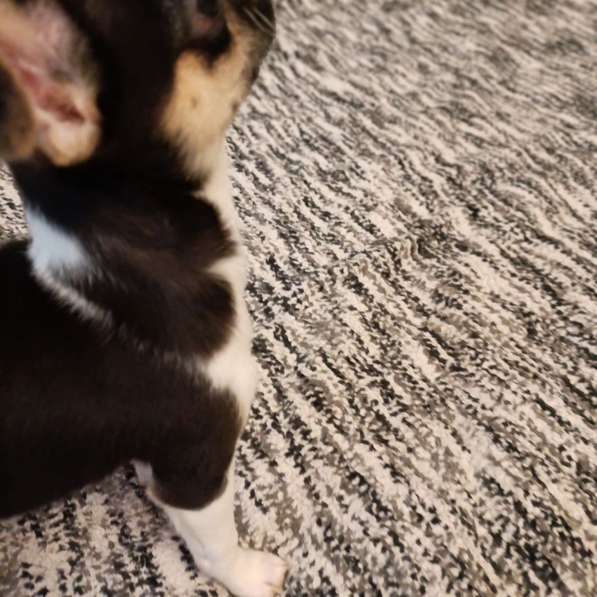 Щенки чихуахуа