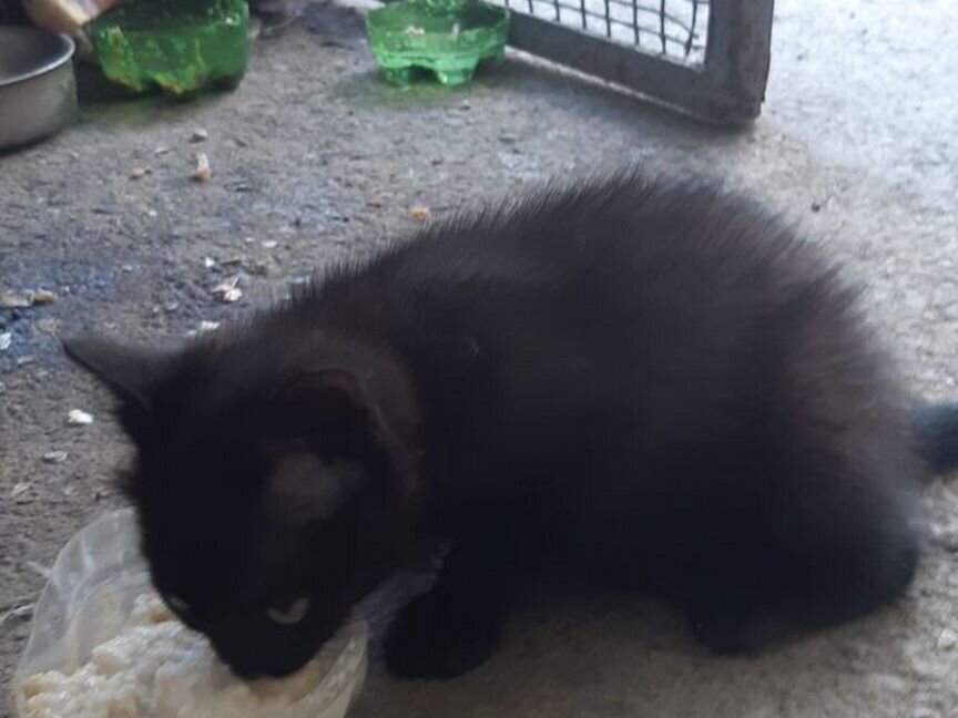 Котенок девочка в добрые руки