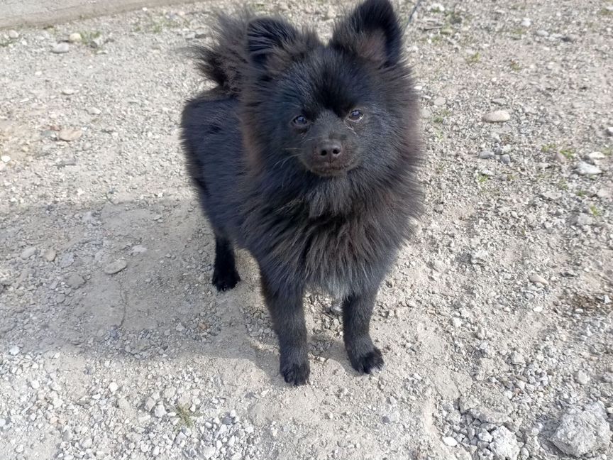 Померанский шпиц