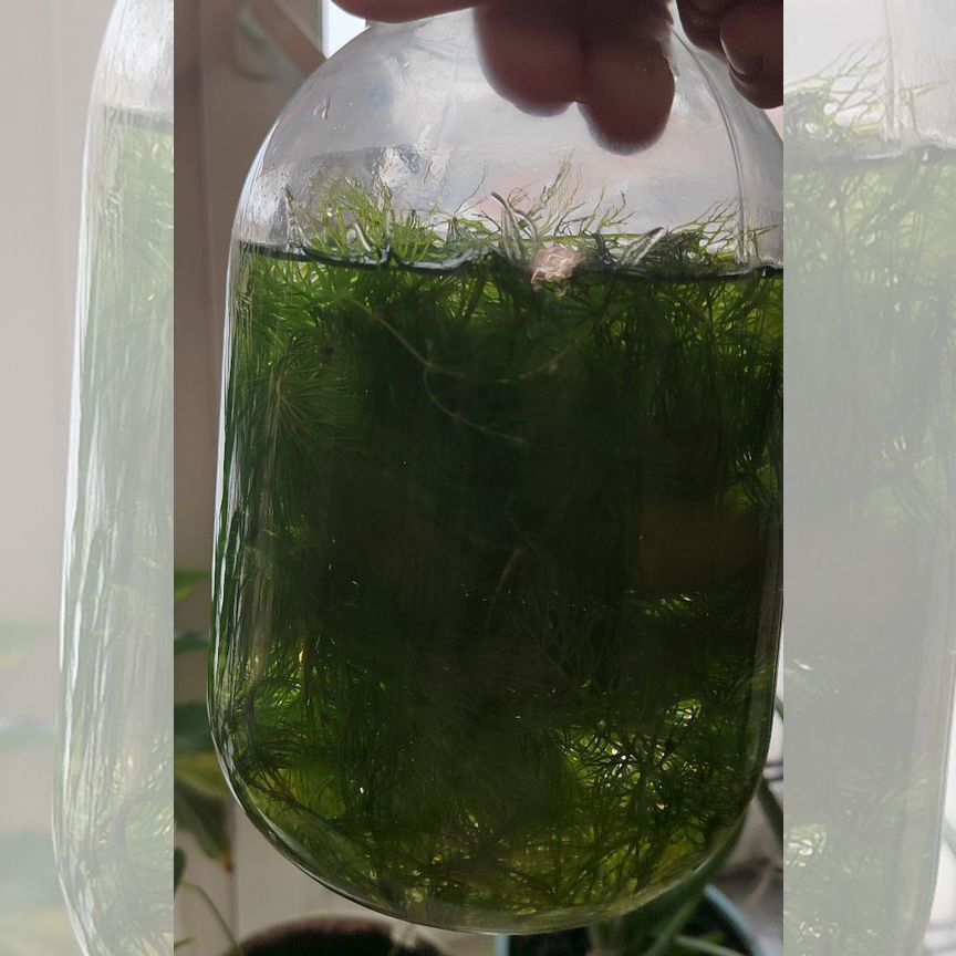 Растения в аквариум роголистник