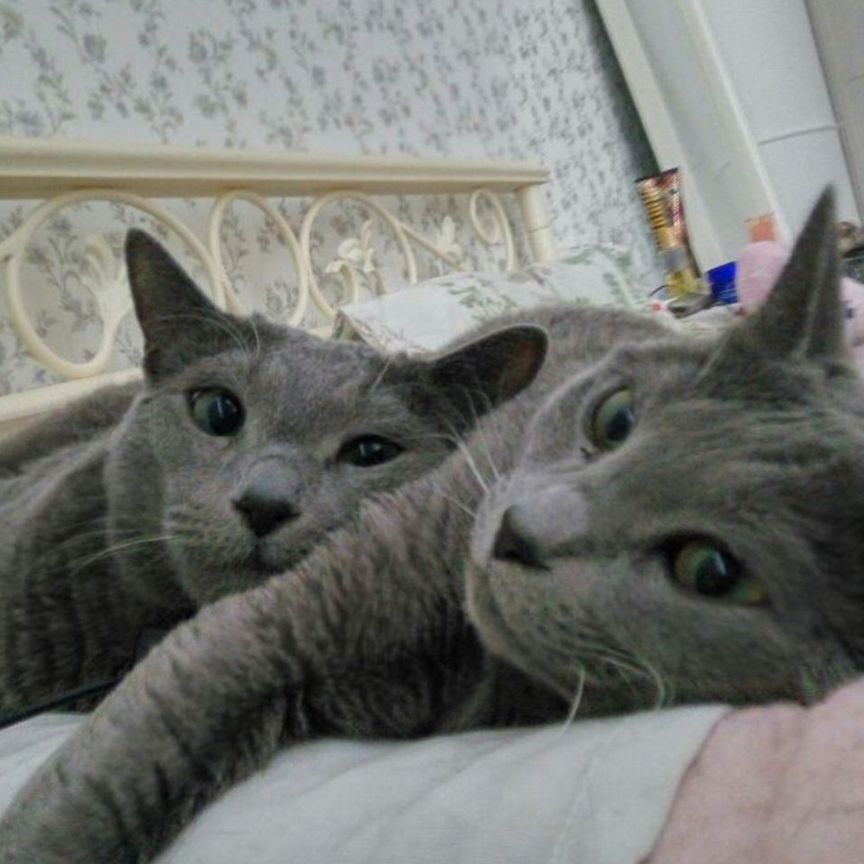 Русский голубой кот