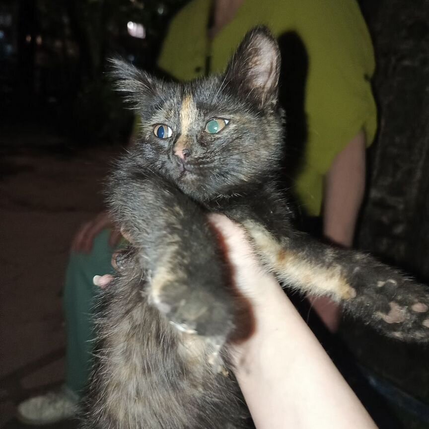 Кошечка в добрые руки