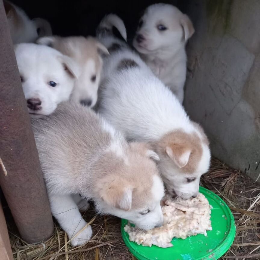 Щенок в добрые руки