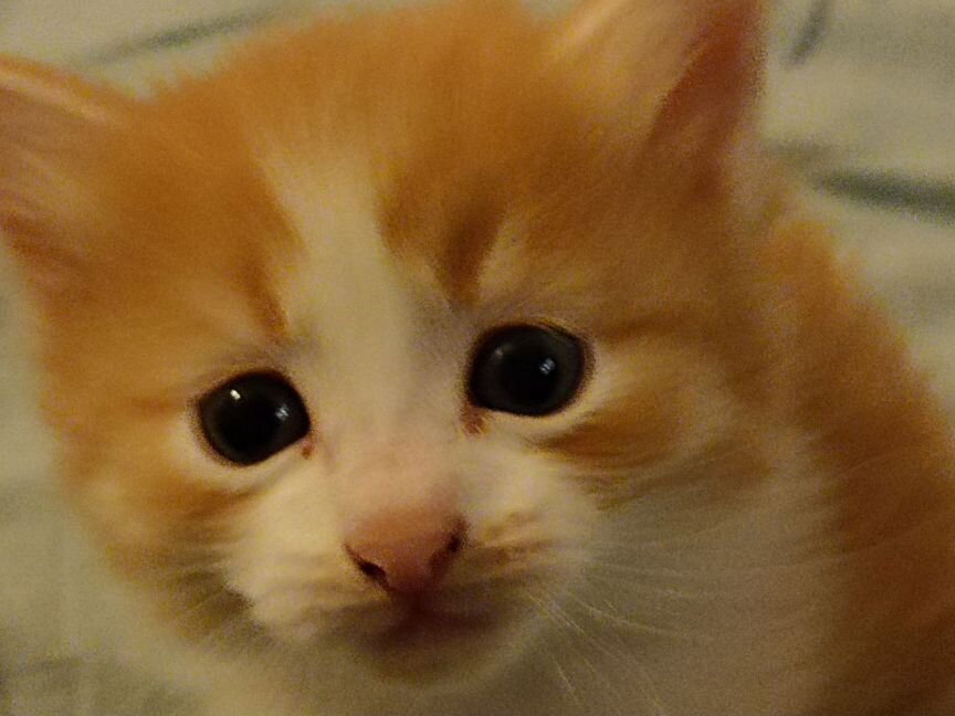 Славные котятки