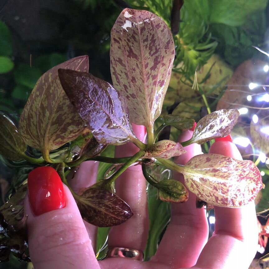 Аквариумные растения прополка