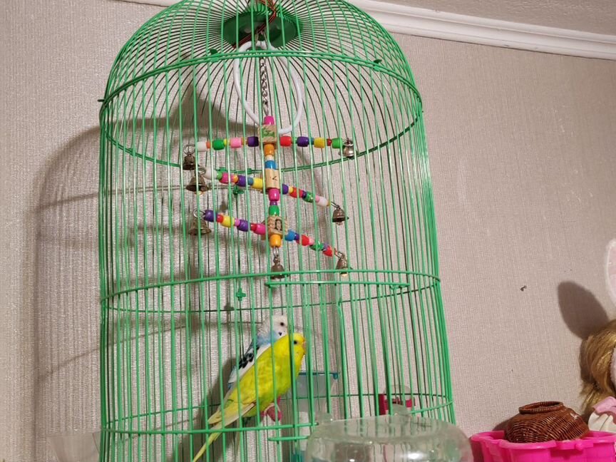 Волнистый попугай с клеткой